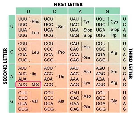 codons in transcription and translation process