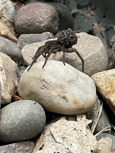Spidermom On Tumblr