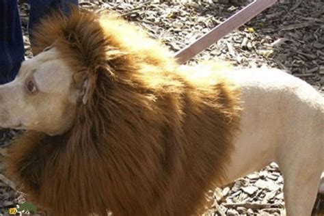 هشت موجود عجیبی که انسان به وجود آورد؛ از گربه‌ شب‌تاب تا ترکیب سگ با شیر