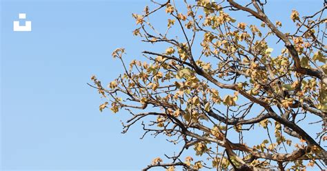 나뭇잎이 많고 배경에 푸른 하늘이 있는 나무 사진 Unsplash의 무료 꽃 이미지