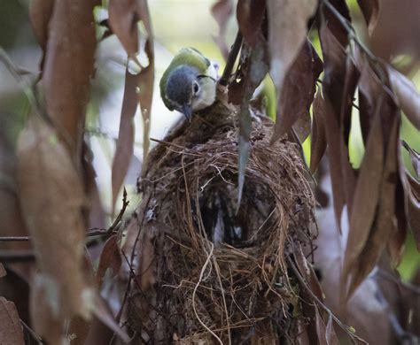 Bird 176 Short Tailed Pygmy Tyrant Bird Of The Week