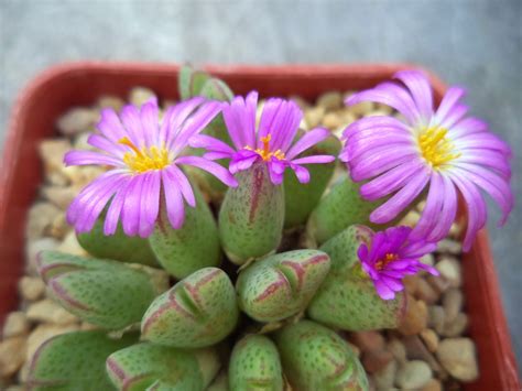 Succulent Sundae Conophytum Marginatum Lav28121
