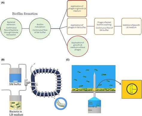 a set‐up of continuous bioreactor system a schematic diagram of