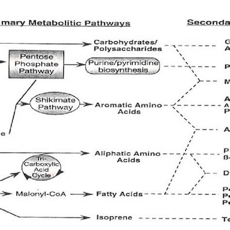 Aromatic Polyketide Biosynthesis Of The Gene Products From The