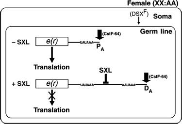 A Model For Sex Specific Polyadenylation Site Switching Of E R In The Download Scientific