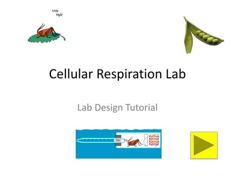 PPT Cellular Respiration Lab PowerPoint Presentation Free Download ID 2626272