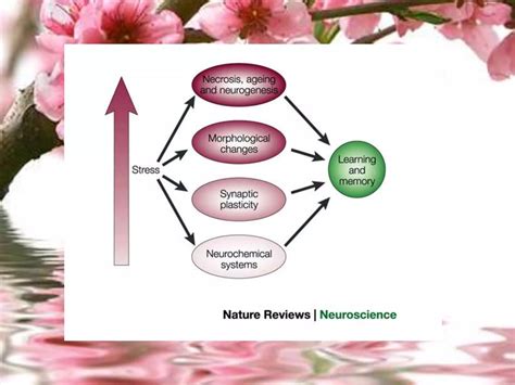 Learning And Memory Pptx