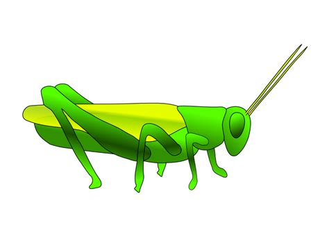 Grasshopper Openclipart Grasshopper Openclipart