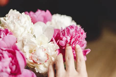 소박한 나무 바닥에 유리 항아리에 아름 다운 분홍색과 흰색 모란 꽃잎 꽃다발을 들고 손 꽃 장식과 배열 꽃을 수집 합니다 농촌