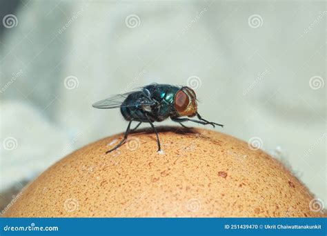 Greenbottle Fly Chrysomya Megacephala Chrysomyia Spp House Flies On Rotten Chicken Egg Stock