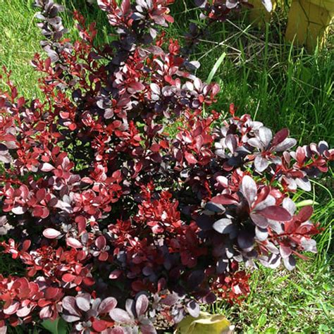 Купить барбарис Тунберга Dart's Red Lady (Дартс Ред Леди)