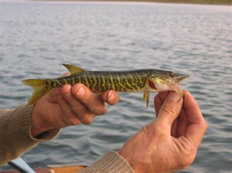 Grass Pickerel From Eloika Lake Sept Artofit