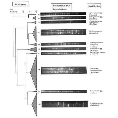 Abridged Dendrogram Obtained By Unweighted Pair Group Average Linkage