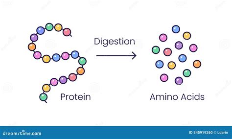 Vector Illustration Of Protein Digestion Protease Enzyme Effect On