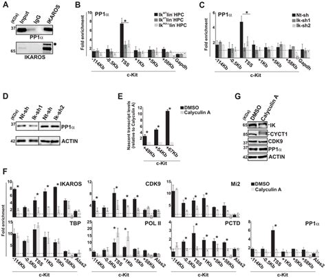 Ikaros Contributes To Pp1α Association With The Nurd P Tefb Complex A