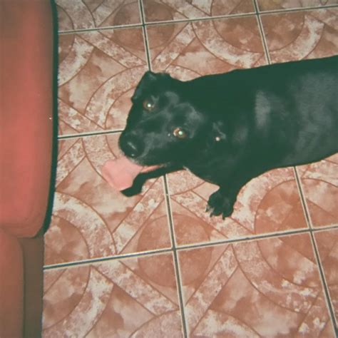 Frodo And Arwen 🐶 Frodoyarwen • Instagram Photos And Videos