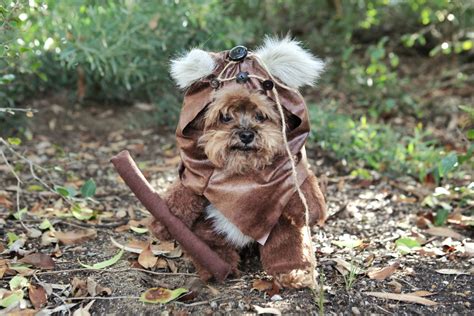 What Is An Ewok Dog