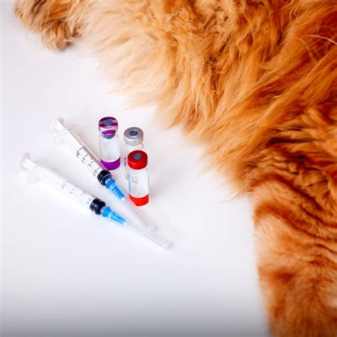 Expert Veterinary Regulatory Consulting Acorn Regulatory