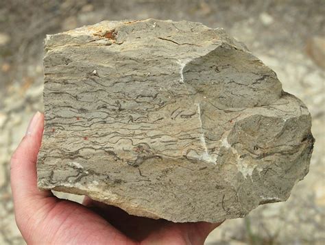 Show Us Your Algae Page 5 Member Collections The Fossil Forum