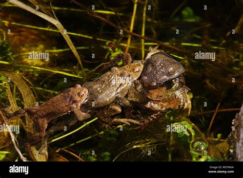 Male Toad Fish Hi Res Stock Photography And Images Alamy