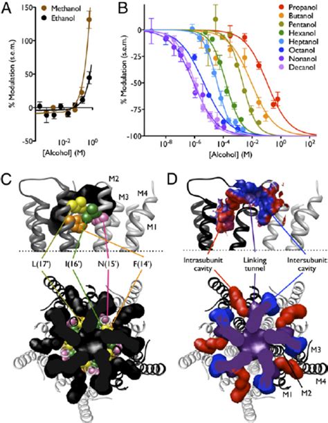 Modulation By N Alcohols Of Glic Currents In Xenopus Laevis Oocytes