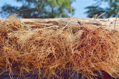 Brown Dry Roots Of Grassdry Rootplant Root Close Up Viewagriculture