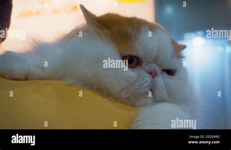 Cute Funny Fluffy Lazy Cat Stock Video Footage Alamy