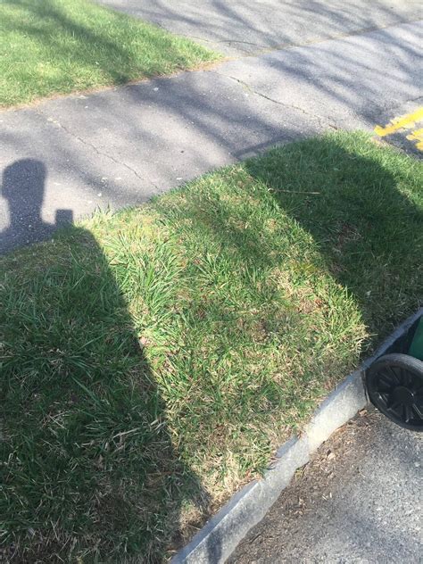 Is This An Undesirable Grass Or A Weed Gardening And Landscaping Stack