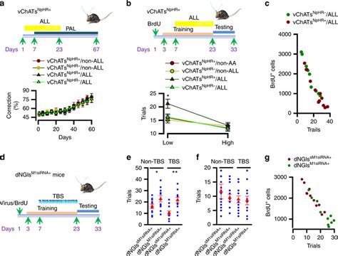 inhibition of spatial pattern separation reduces the dngis survival a
