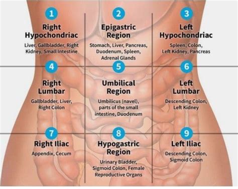 Epigastric Pain Symptoms Causes And Homeopathic Medicines