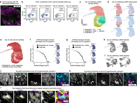 Symmetric Cell Divisions In Late Organoids A Representative Example Of Download Scientific