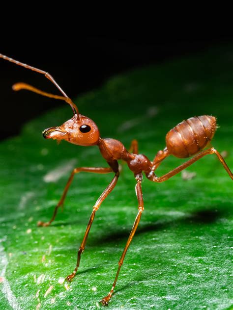 Isopod Species Id Lets Go Avocado
