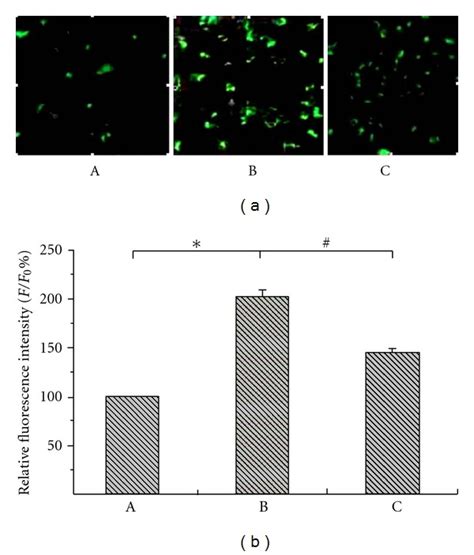 Ischemia Induced Apoptosis Of Intestinal Epithelial Cells Correlates