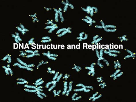 PPT DNA Structure And Replication PowerPoint Presentation Free Download ID