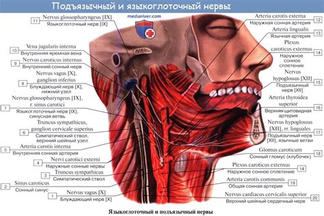 Анатомия: Подъязычный нерв, n. hypoglossus (XII пара, 12 пара ЧМН)