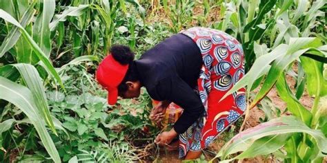 Tsonga Farmers Use Vacant Land To Farm Fruit And Veggies Huffpost Uk News