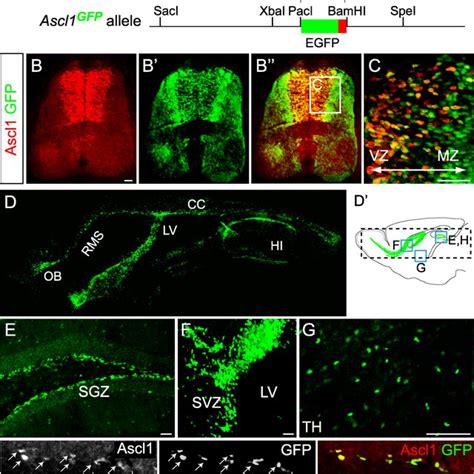 Pdf In Vivo Analysis Of Ascl1 Defined Progenitors Reveals Distinct Developmental Dynamics