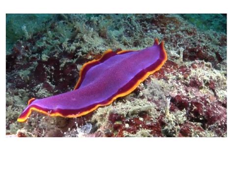 Flat Round And Segmented Worms Tripoblastic Acoelomate Pseudocoelomate