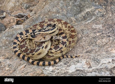 Great Basin Gopher Snake Pituophis Catenifer Deserticola Joshua Tree