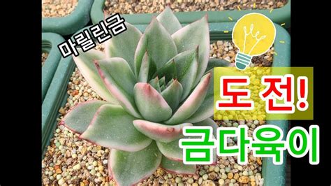 판매완료 7월 1일 금무지세트와 마리아금 식물 뽑아서 배송드림 다육식물succulent Plant 多肉植物 Youtube