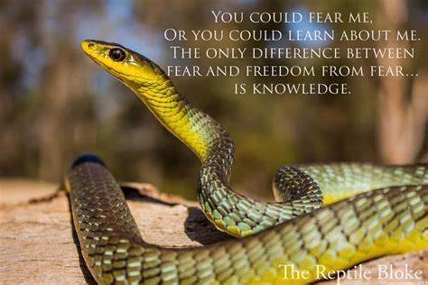 The Reptile Bloke How Beautiful Is This Harmless Common Tree Snake