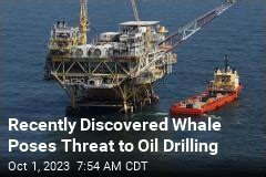Recently Discovered Whale Poses Threat To Oil Drilling