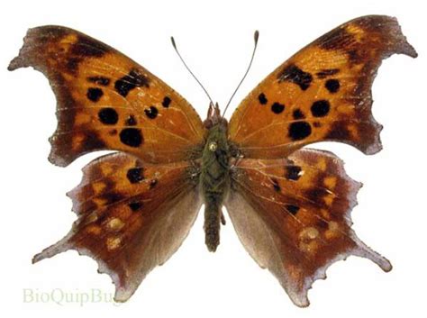Polygonia Interrogationis Bioquipbugs