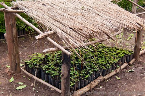 Tree Nurseries Tree Travels