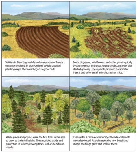 Natural Succession Permaculture Gardening Permaculture Permaculture