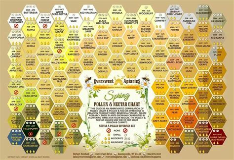 Fantastic Chart Showing Spring Pollen And Nectar Sources Bee Keeping