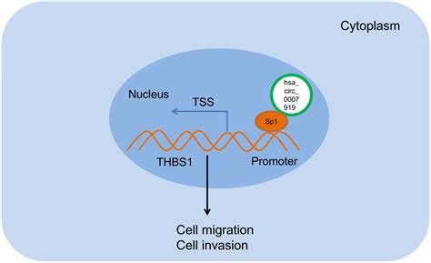Hsa Circ 0007919 Promotes Pancreatic Cancer Metastasis By Modulating Sp1‐mediated Thbs1