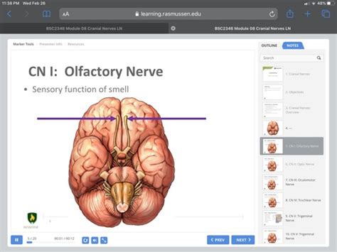 Peripheral Nervous System Flashcards Quizlet