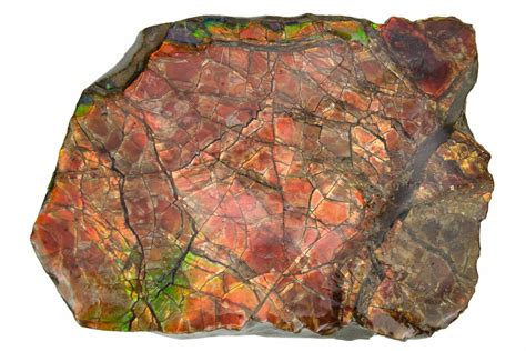 145 Fiery Red Ammolite Fossil Ammonite Shell Alberta 236423