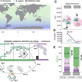 Pdf Salpa Genome And Developmental Transcriptome Analyses Reveal